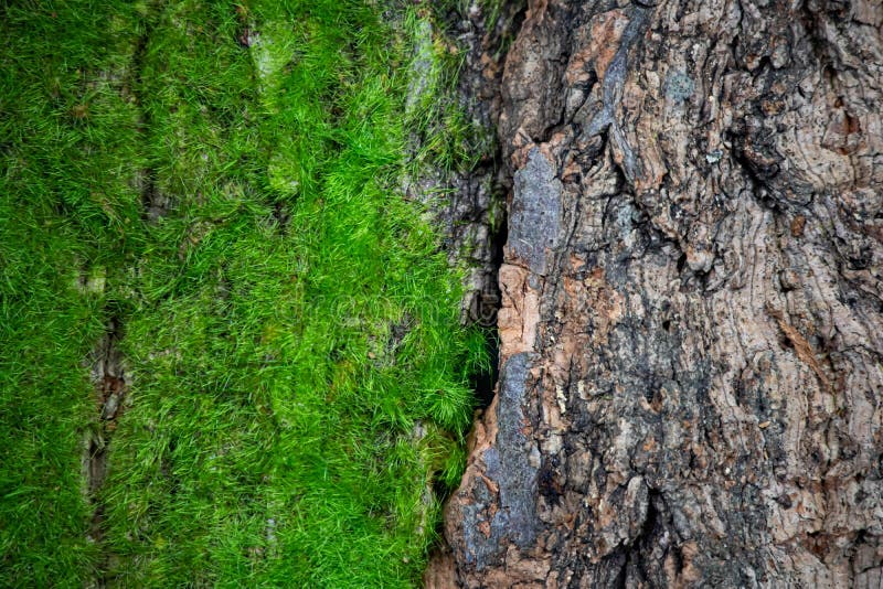 Moss Texture is Green.Tree Surface. Embossed Texture of Brown Tree Bark ...