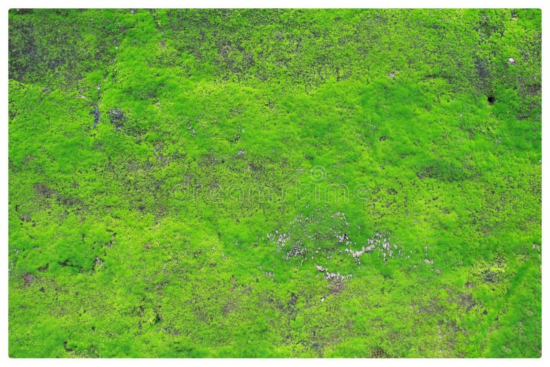 Growing Mosses stock photo. Image of growing, forest - 237295496