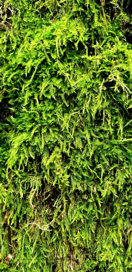 Moss Texture. Moss Background Stock Photo - Image of forest, flora ...
