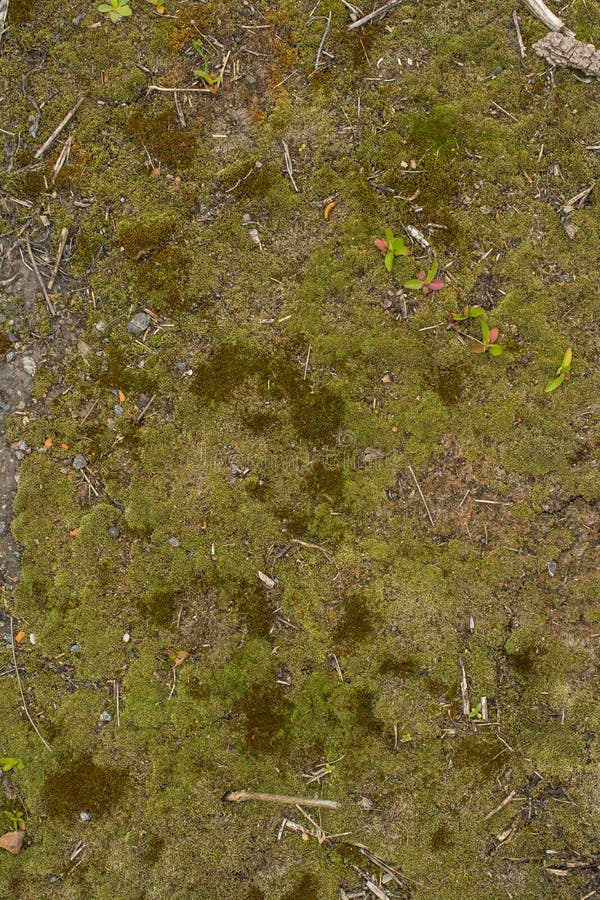 Moss stock image. Image of texture, ground, moss, decal - 53561657