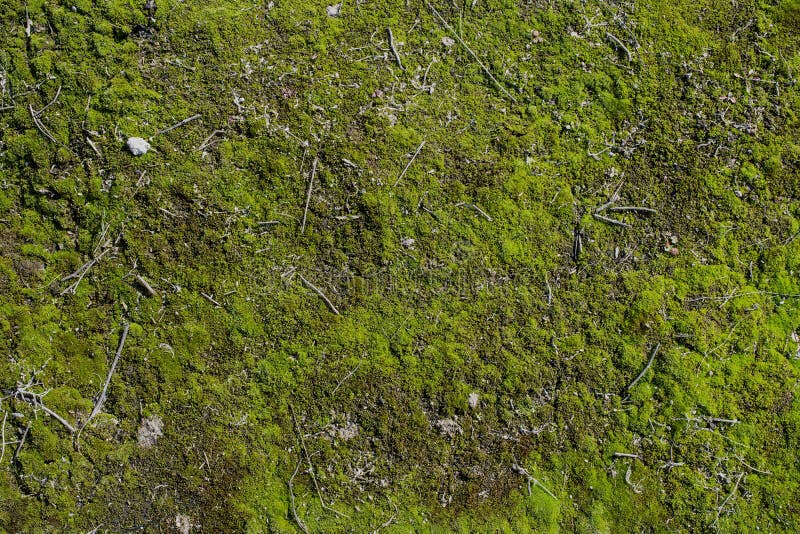 Moss stock image. Image of small, ecosystem, grass, texture - 51444055