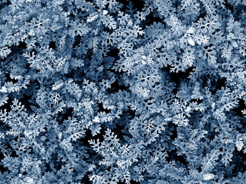 Moss Texture Photo Seamless Pattern Stock Image - Image of field, moss ...