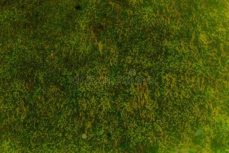 Moss texture stock photo. Image of plant, moist, texture - 237868520