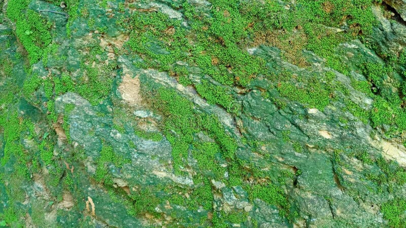 Moss Texture on Stone. Moss Background. Moss Rocks Stock Photo - Image ...