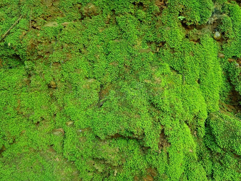 Moss Texture on Stone. Moss Background. Moss Rocks Stock Image - Image ...