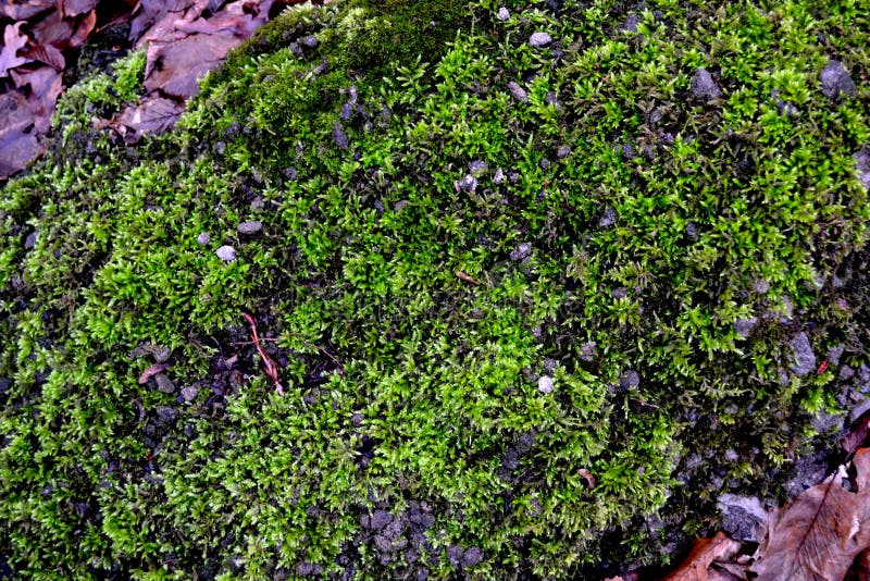 Moss Texture. the Stone is Covered with Moss Stock Image - Image of ...