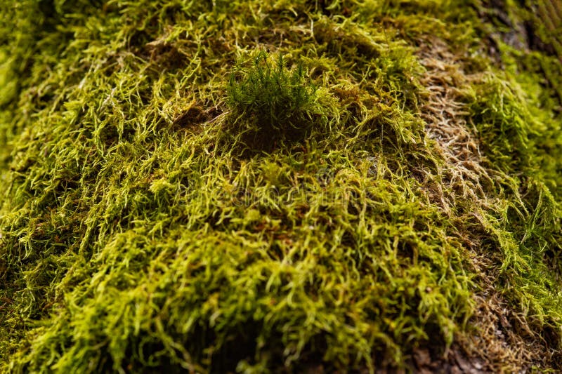 Moss Texture on Tree Bark in a Seasonal Forest Stock Image - Image of woodland, organic: 374008043