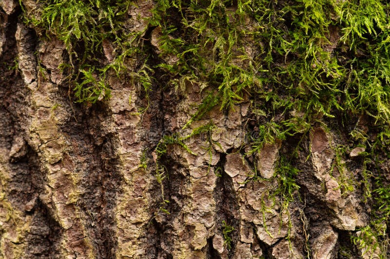 Moss Texture on Tree Bark in a Seasonal Forest Stock Photo - Image of ...