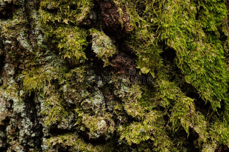 Moss Texture on Tree Bark in a Seasonal Forest Stock Image - Image of calm, closeup: 374008123
