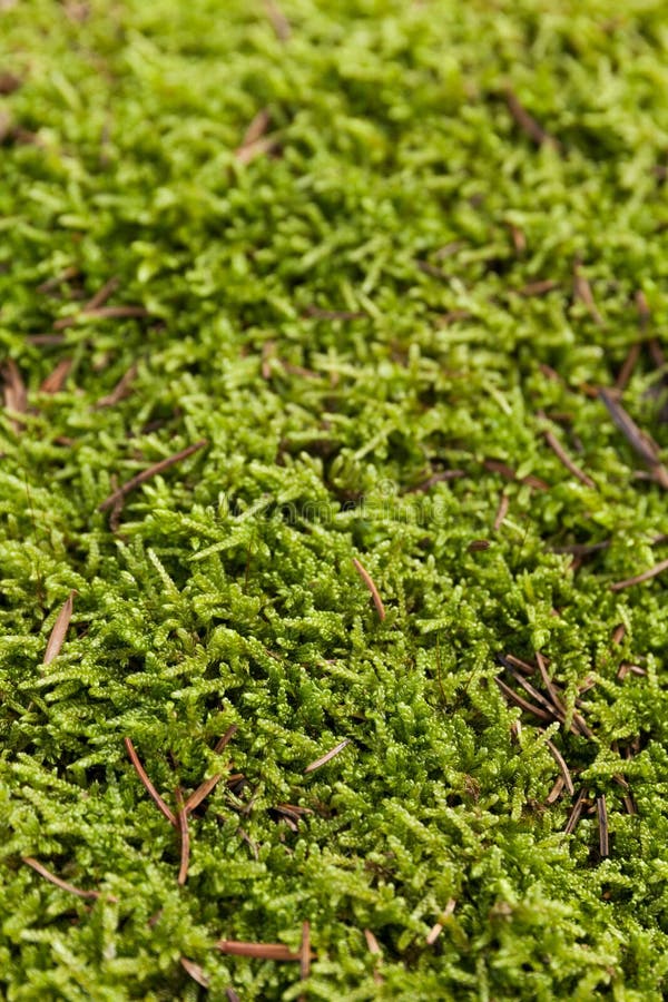 Moss Texture Wall Background, Old Forest Pattern Stock Photo - Image of ...