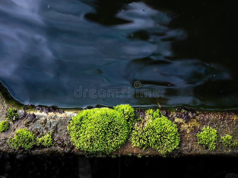 Moss on Th Edge of the Pond Stock Image - Image of motion, garden ...