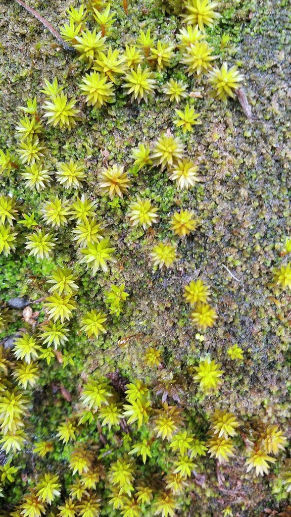 Moss that Thrives on Damp Cliffs Stock Image - Image of vegetation ...