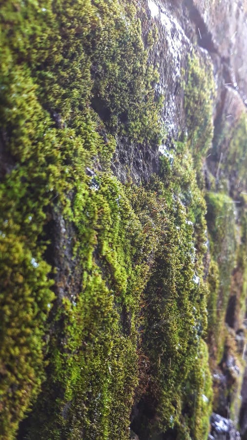 Moss that Thrives on Mountain Rocks so Beautifully Stock Photo - Image ...