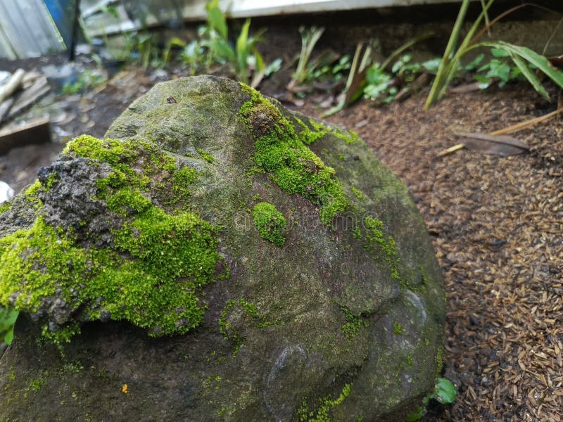 The Moss that Thrives on the Rocks Looks Alive Stock Image - Image of ...