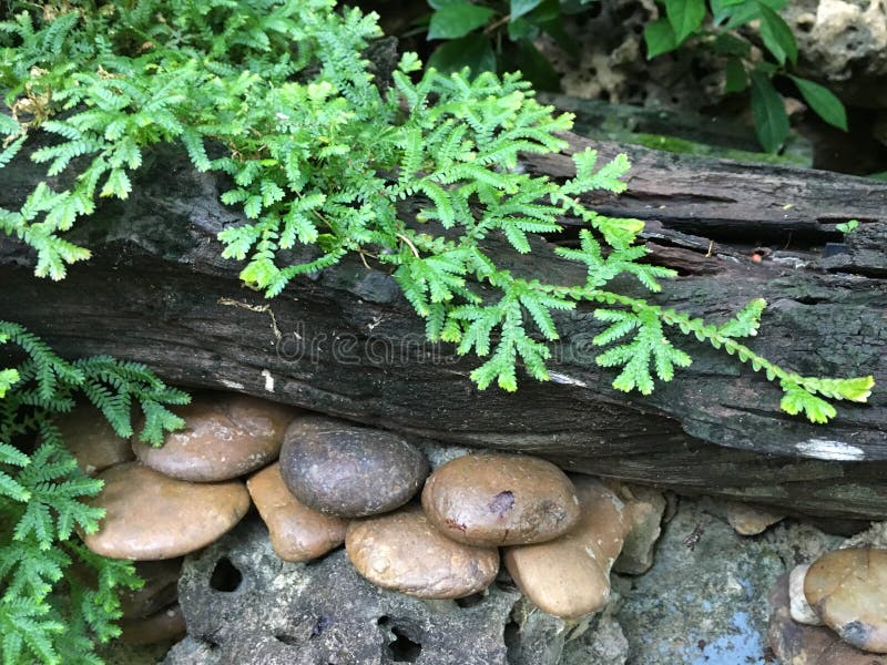 Moss on a Timber with a Rock at it. Stock Image - Image of greens ...