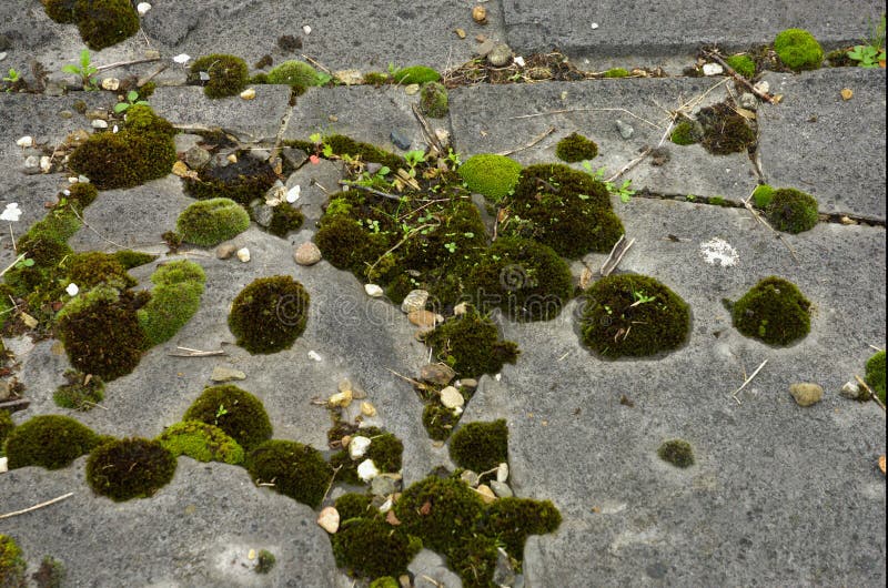 Mosstak fotografering för bildbyråer. Bild av horisontal - 20308461