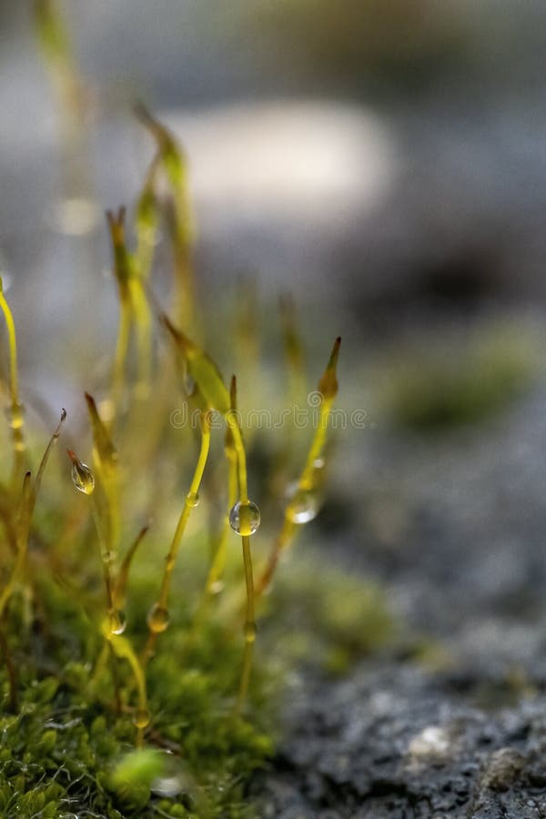 Moss on Top a Rock with Drop of Water Stock Photo - Image of nature ...