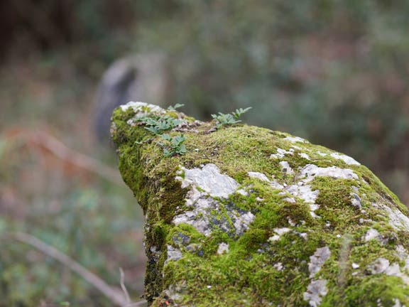 Moss on Top a Rock with Drop of Water Stock Image - Image of beautiful ...