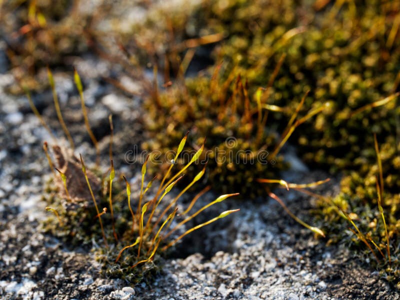 Moss on Top a Rock with Drop of Water Stock Photo - Image of moss ...