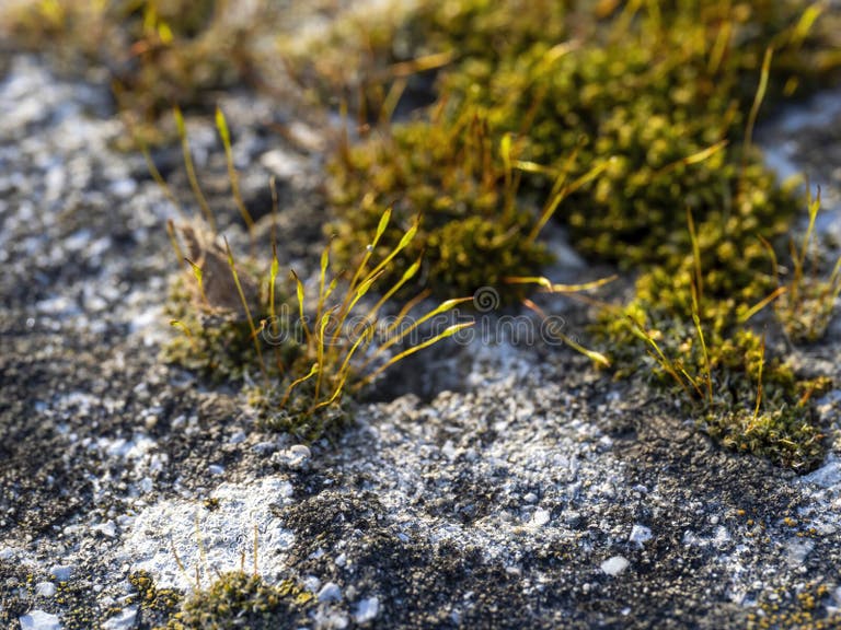 Moss on Top a Rock with Drop of Water Stock Image - Image of droplet ...