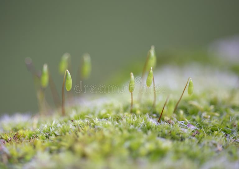 Moss on Top a Rock with Drop of Water Stock Image - Image of pure ...