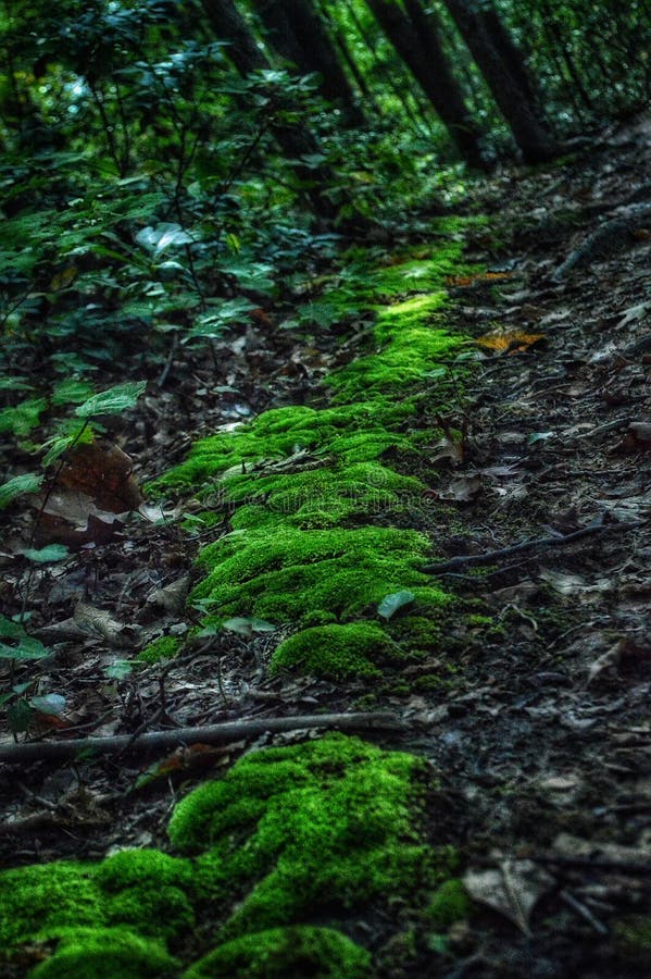 Moss trail stock image. Image of moss, green, woods - 135565107