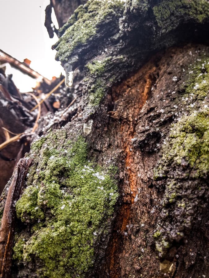 Moss stock image. Image of winter, cold, tree, moss - 134968563