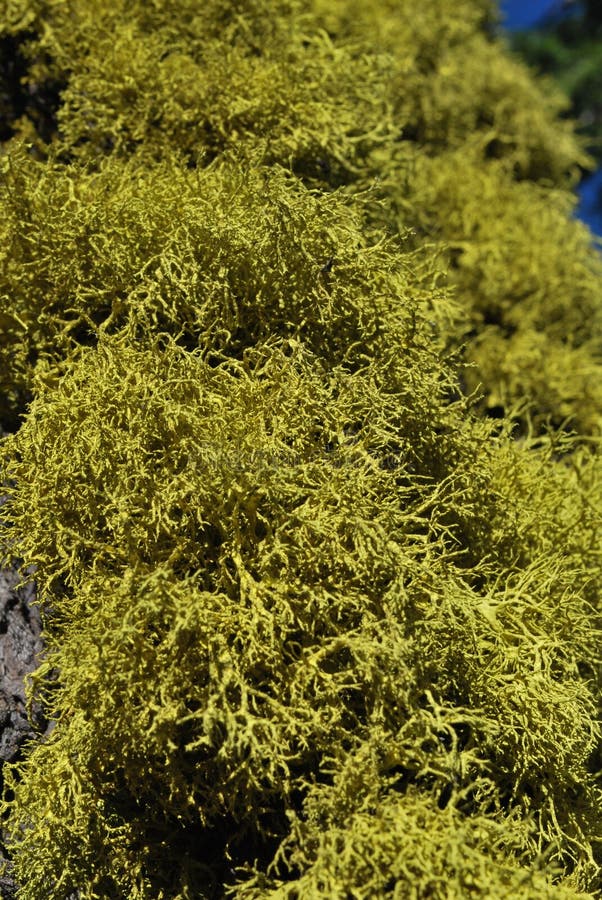 Moss on tree stock image. Image of mosses, grow, plant - 15051533