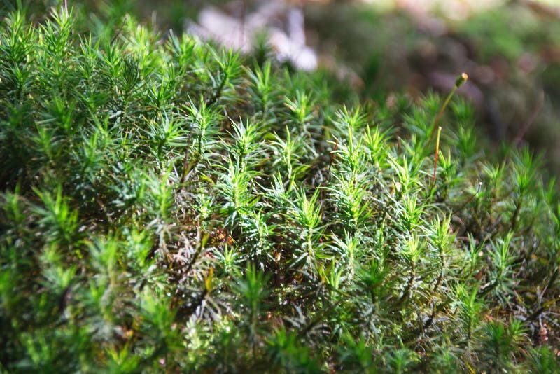 Moss on a tree stock image. Image of background, flora - 235506353