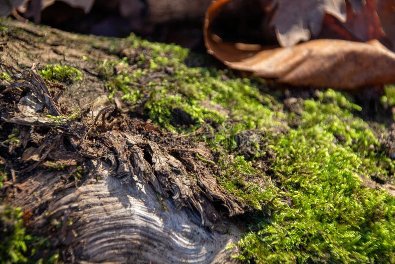 Moss on the tree stock image. Image of garden, trunk - 248976541