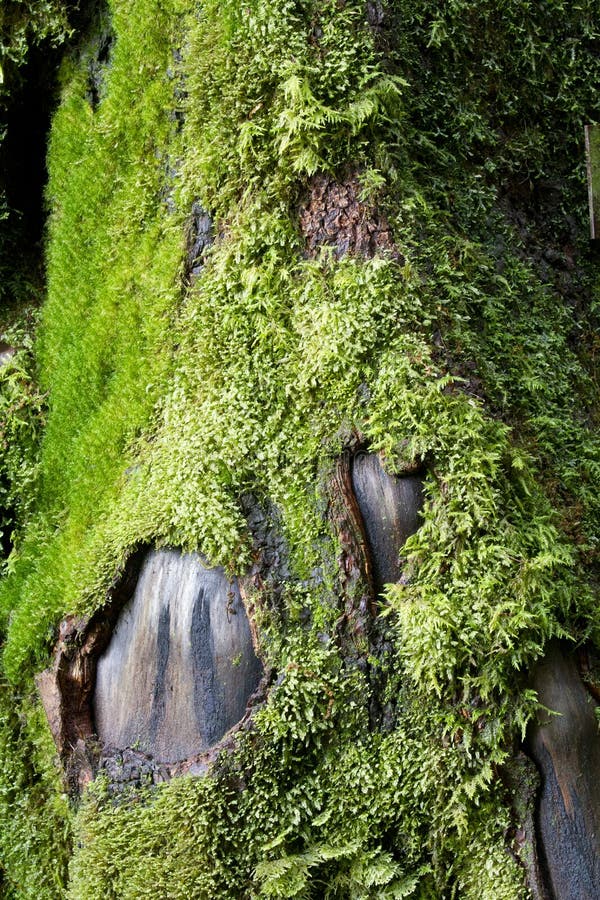 Tree House stock image. Image of fern, tree, treehouse - 79884437