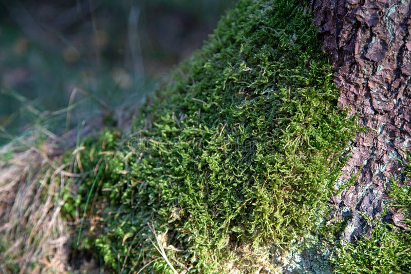 Moss on a tree stock photo. Image of forest, natural - 132174920
