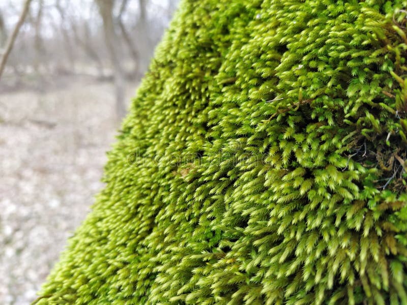 Moss on the tree in autumn stock image. Image of closeup - 238853469