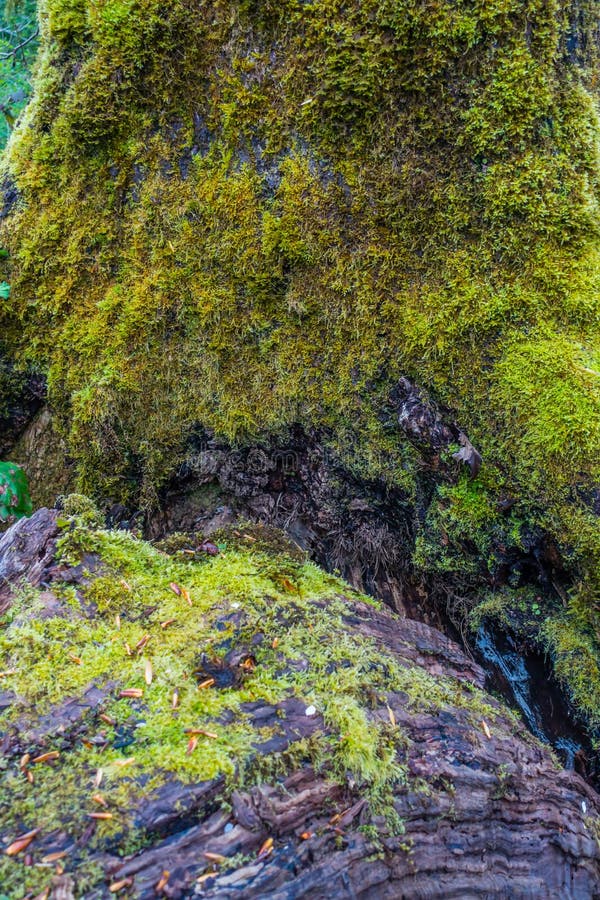 Moss on Tree Background stock photo. Image of tree, moss - 116552894