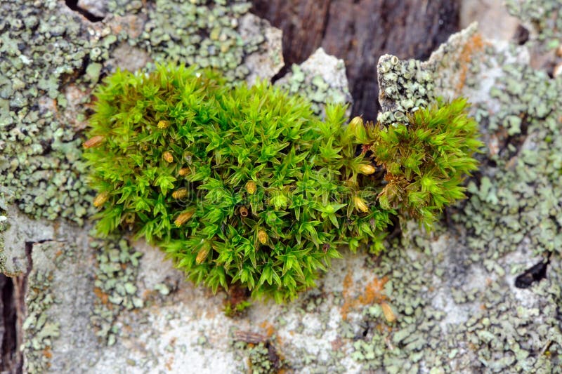 Moss on Tree Bark Close-Up stock image. Image of closeup - 41862405