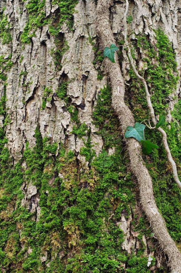 Different moss on the tree stock photo. Image of grows - 55219806