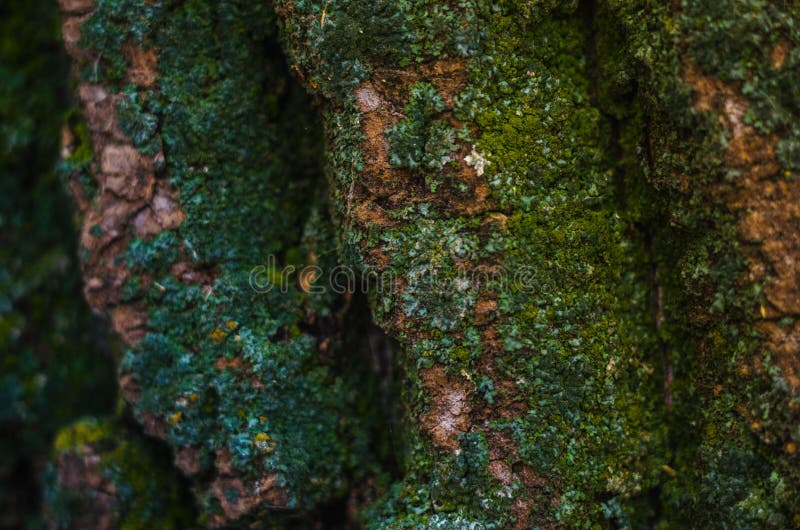 Moss on the tree bark stock photo. Image of macro, material - 62246090