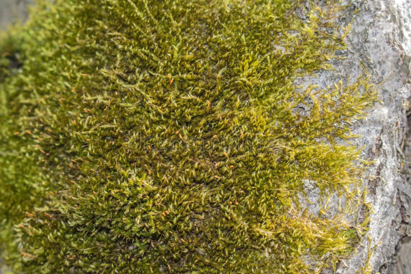 Moss on tree bark stock photo. Image of life, moss, grow - 99445270