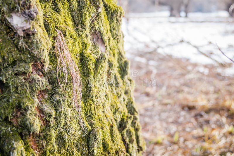 Moss on the tree bark stock image. Image of pattern - 144727165