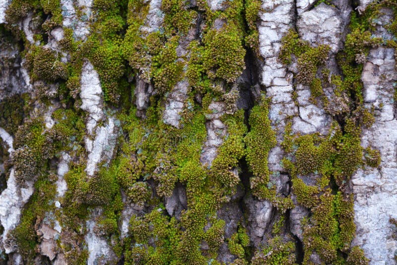 Moss on Tree Bark. Natural Texture Stock Photo - Image of lichen ...