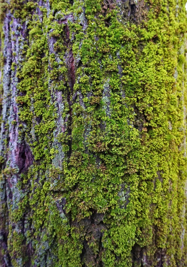 Moss on tree bark stock image. Image of forest, summer - 163487665