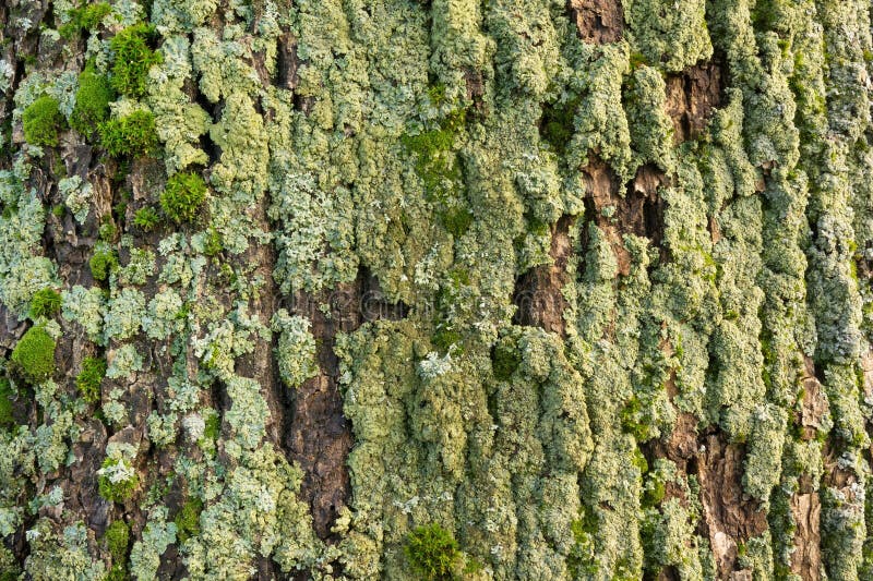 Moss on tree bark stock image. Image of tree, bark, moss - 38194273