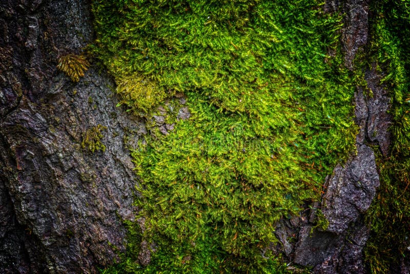 Moss and Tree Bark Texture with Natural Patterns As Background Stock ...