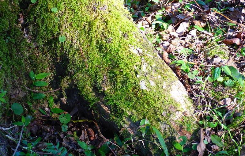 Moss stock image. Image of leaf, tree, ground, morass - 94485433