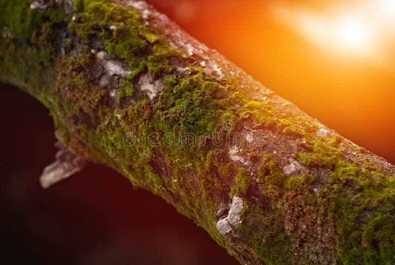 Moss on a tree branch stock photo. Image of wild, forest - 146881566