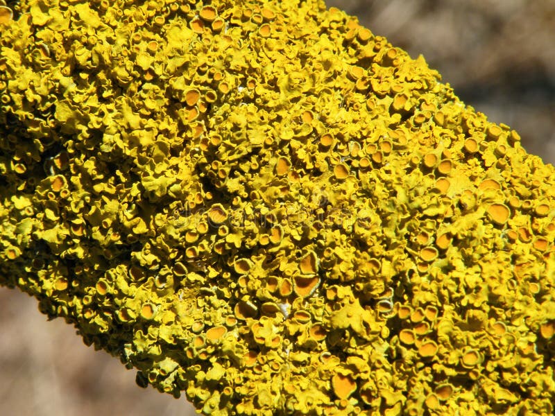 Moss on tree branch stock image. Image of moss, branch - 107727991