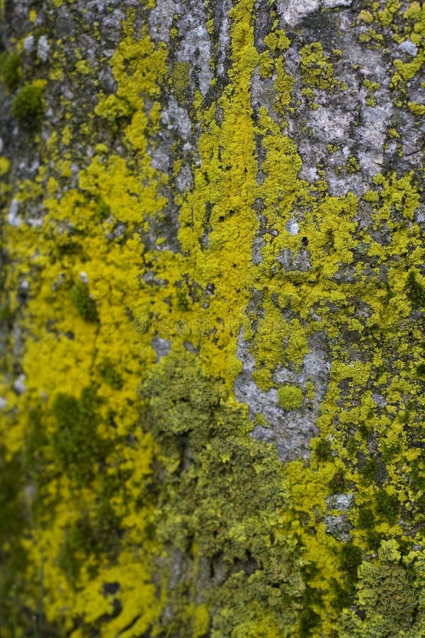 Moss tree colors stock image. Image of outdoor, moisture - 31594319