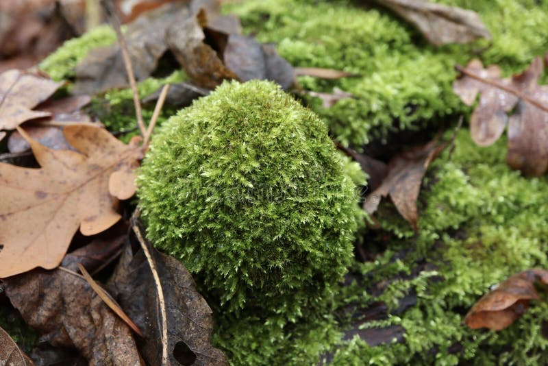 Fungus covered with moss stock image. Image of nature - 221384691