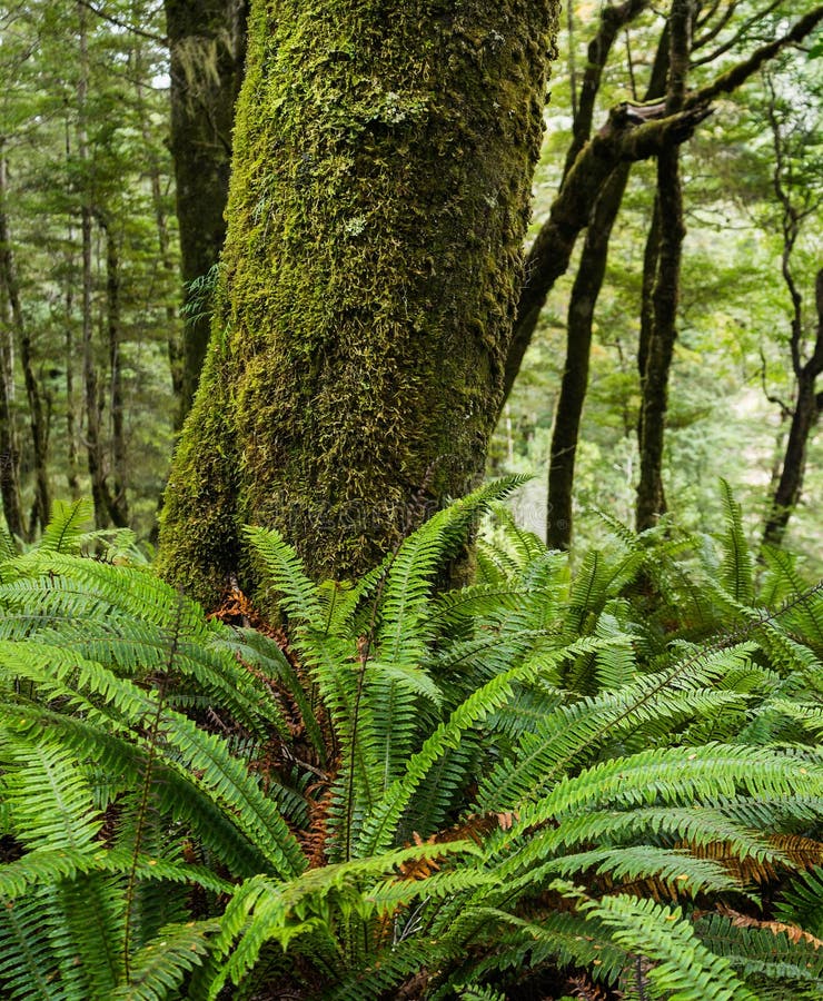 Moss on the tree and fern stock photo. Image of plant - 71174224