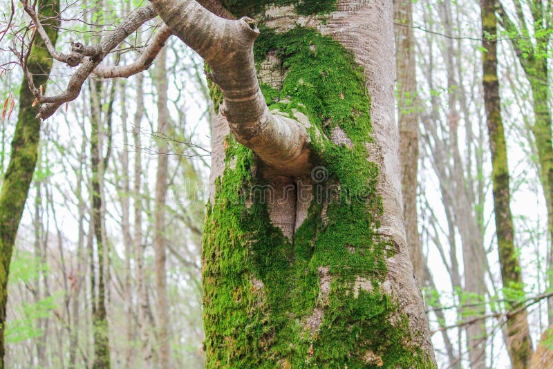 Moss on a Tree in the Forest Around the Leaves Macro Stock Photo ...